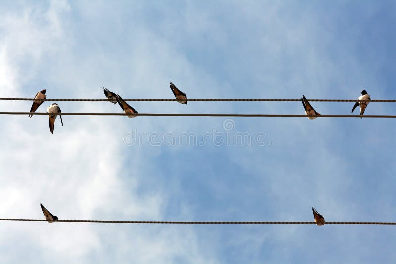 Birds on the wire stock photo. Image of bird, wires, migration - 58622
