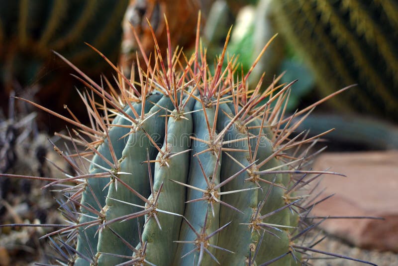 `Ferocactus Latispinus`, a Genus of Large Barrel Shaped Cacti with ...