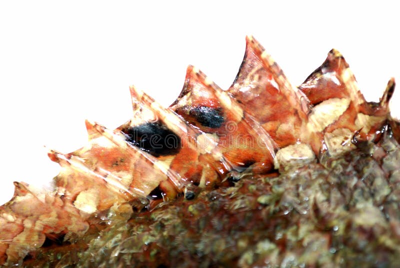 Top Fin of a Stone Perch Fish Stock Image - Image of marble, perch ...