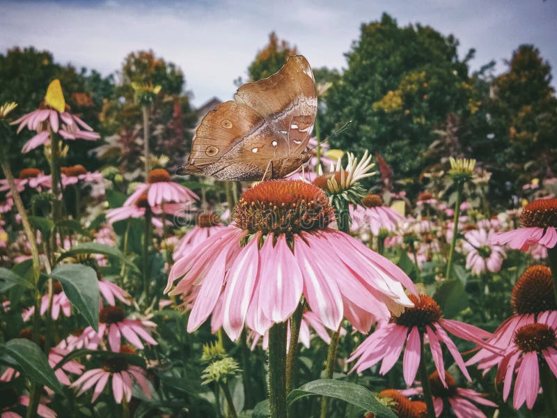 On Top of a Flower Slurping Nectare while Pollinating Stock Image ...