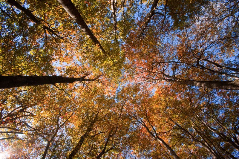 The top of the forest stock photo. Image of leafs, nature - 4199334
