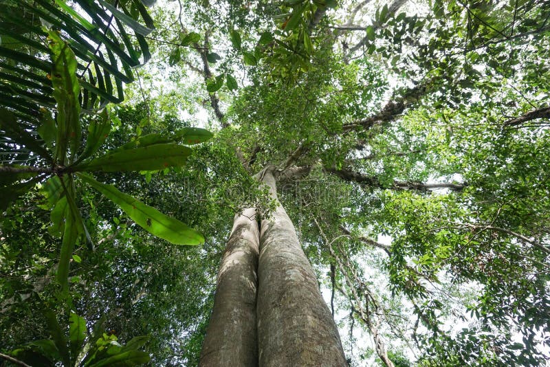 Top of forest stock image. Image of abstract, forest - 76180591