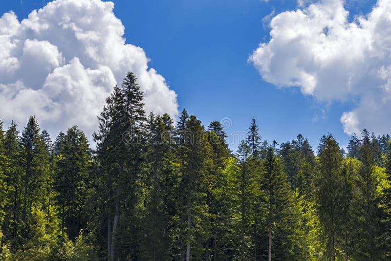 Top of the forest stock image. Image of forest, vegetation - 54896571
