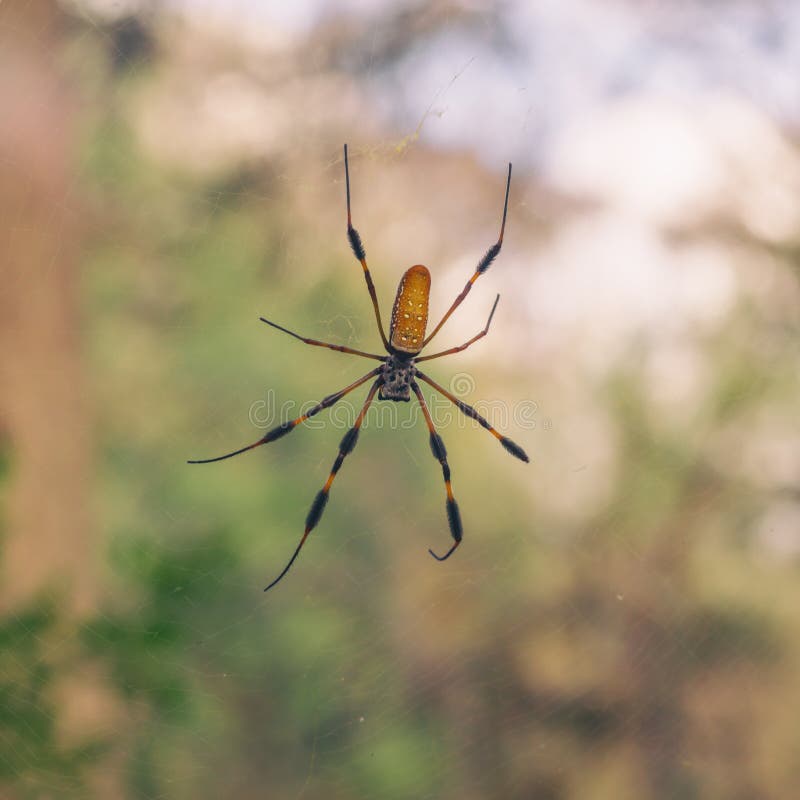 Top of Golden Orb Weaver Spider Hanging in a Web Stock Photo - Image of ...
