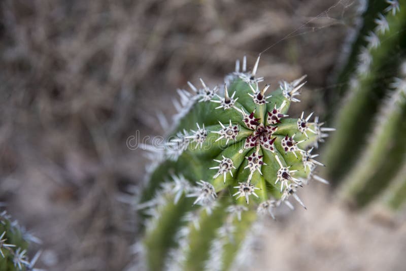 Top of green cactus stock image. Image of green, garden - 140225661
