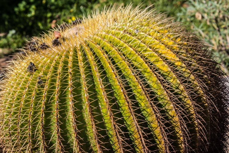 Top Half of Large Golden Barrel Cactus Stock Photo - Image of beautiful ...