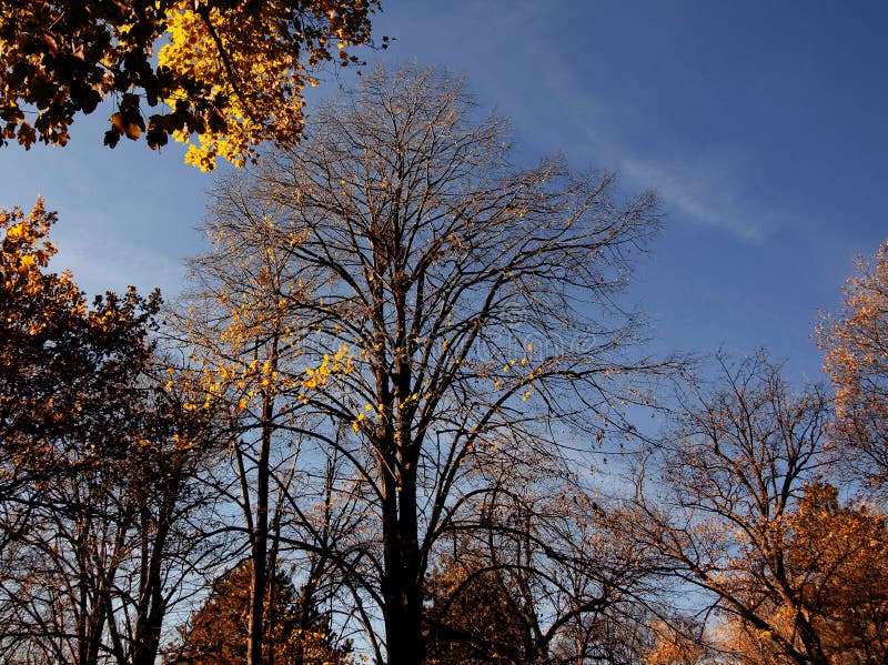On the Top of the Hill Grows Various Treesh Stock Photo - Image of ...