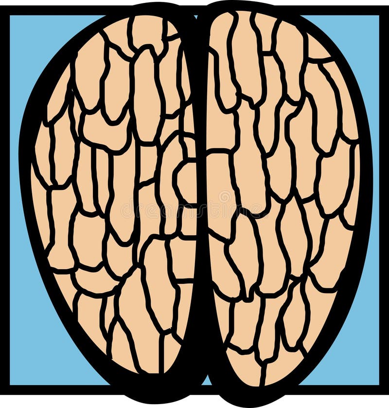 Top of Human Brain Vector Illustration Stock Vector - Illustration of ...