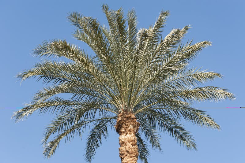 Date Palm Tree in Desert Landscape Stock Photo - Image of nature ...