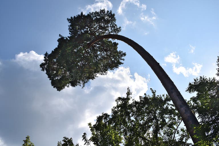 The Top of the Large Pine Tree Bent into an Arc Stock Image - Image of ...