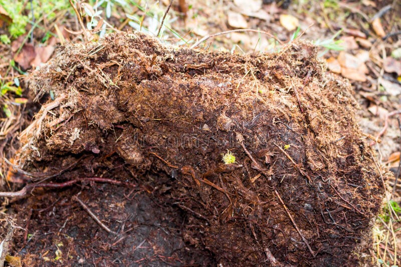 The Top Layer of a Peat Bog Stock Image - Image of vegetable, remains ...