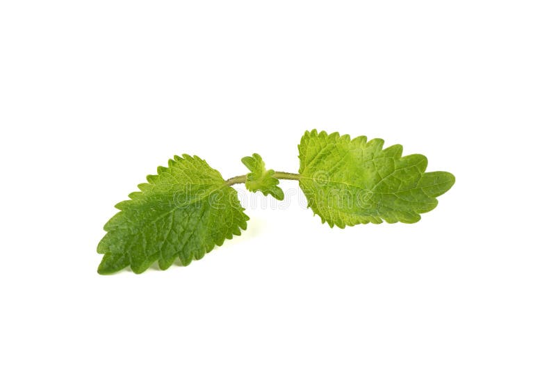 Top Leaves of Lemon Balm on a White Background. Stock Photo - Image of ...