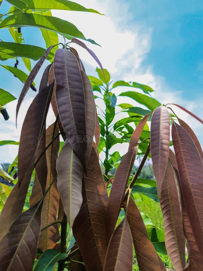 The Top Leaves of the Mango Tree are Still Dark Red Stock Image - Image ...