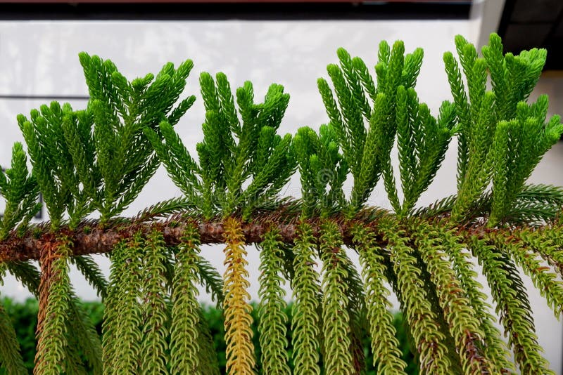 Top of the leaves. stock photo. Image of beautiful, views - 144399822