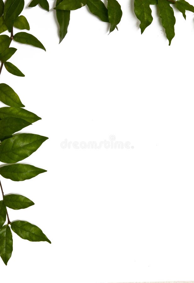 English Ivy Leaves Frame on a White Background Stock Photo - Image of ...