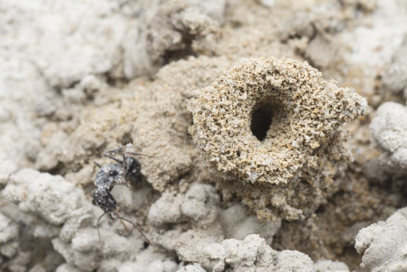 336 Ant Formicary Photos - Free & Royalty-Free Stock Photos from Dreamstime