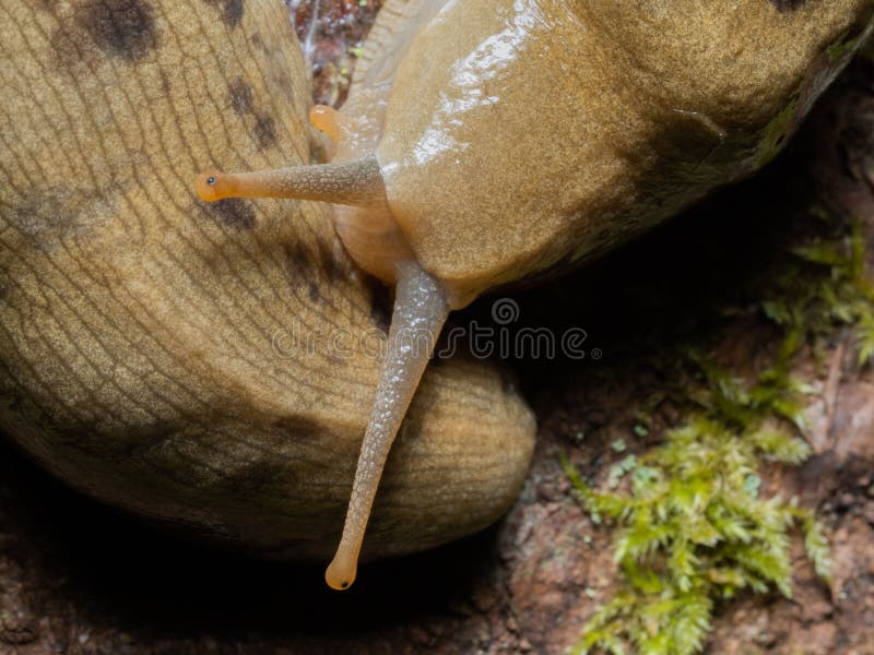 Top Macro View of a Beige Slug Curved on the Ground Stock Photo - Image ...