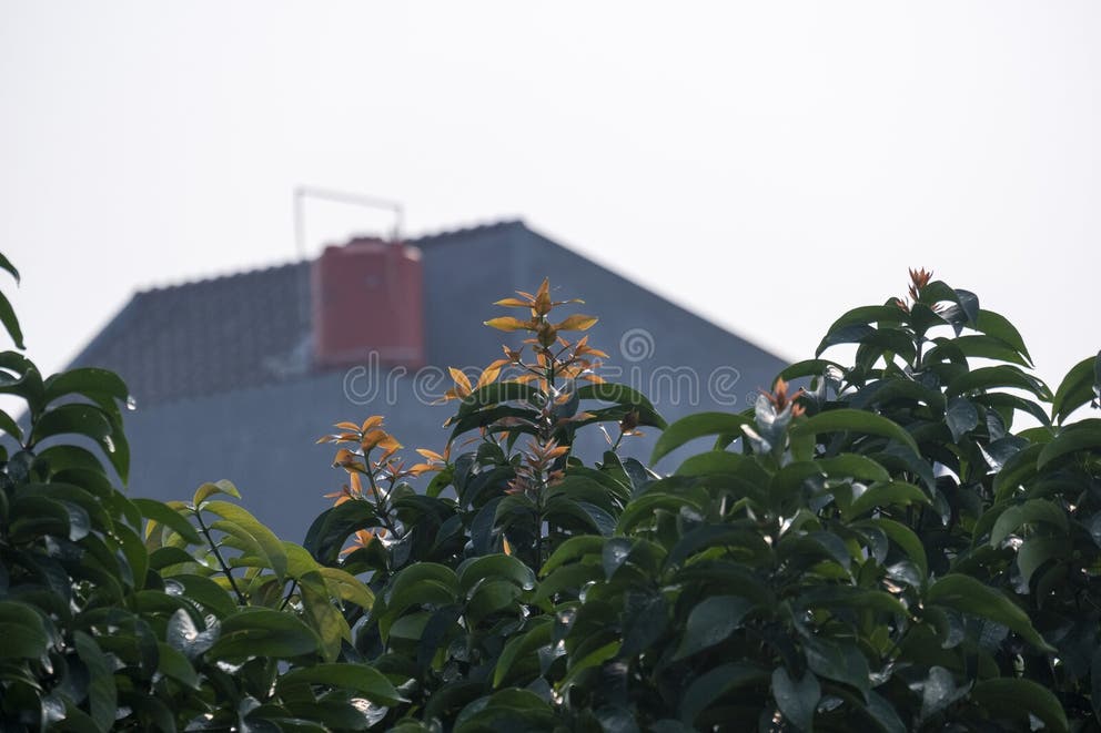 The Top of a Mango Tree Exposed To Morning Sunlight Stock Image - Image ...