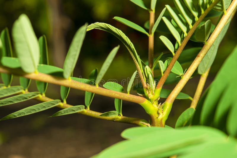The Top of the Newly Emerging Agasta Stock Image - Image of ingredient ...