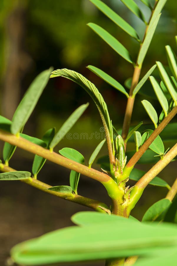 The Top of the Newly Emerging Agasta Stock Image - Image of closeup ...