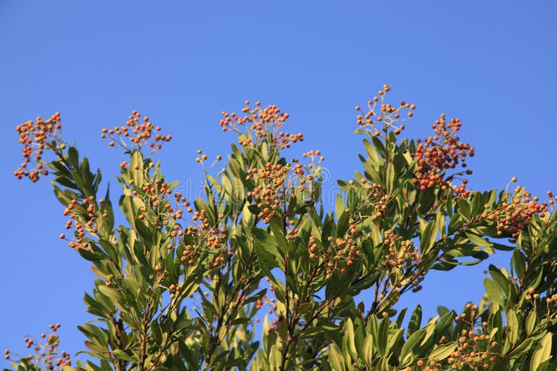 The Top of the Oak Tree, on Blue Sky Stock Image - Image of types ...