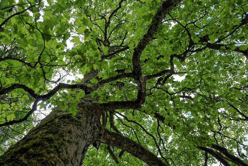 Old Green Tree on the Bank of a Mountain Forest Lake Stock Photo ...