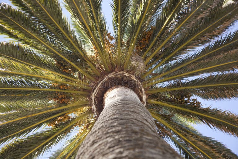 Top of palm tree stock image. Image of branch, summer - 11618117