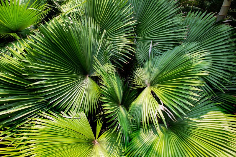 Top of palm tree stock photo. Image of branch, scenic - 214699818