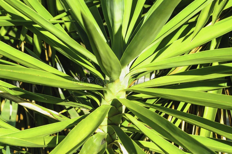 Trunk and Leaves of a Young Palm Tree As a Background Stock Photo ...