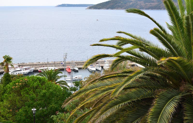 Palm tree and marina stock image. Image of summer, calm - 111874963