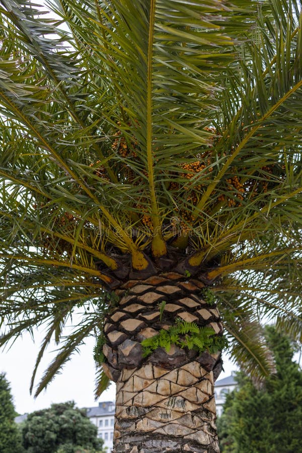 The Top of a Palm Tree with Orange Berries. Stock Photo - Image of ...