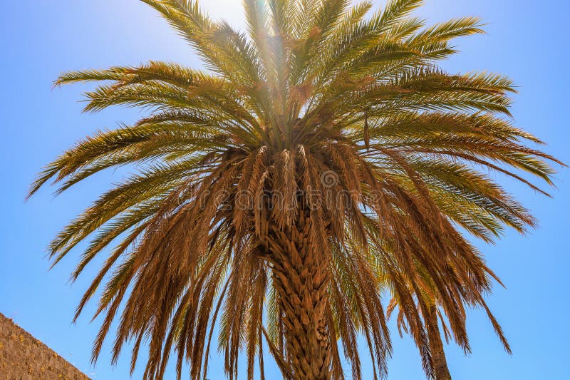 The Top of a Palm Tree in Sunlight. Background with Selective Focus and ...