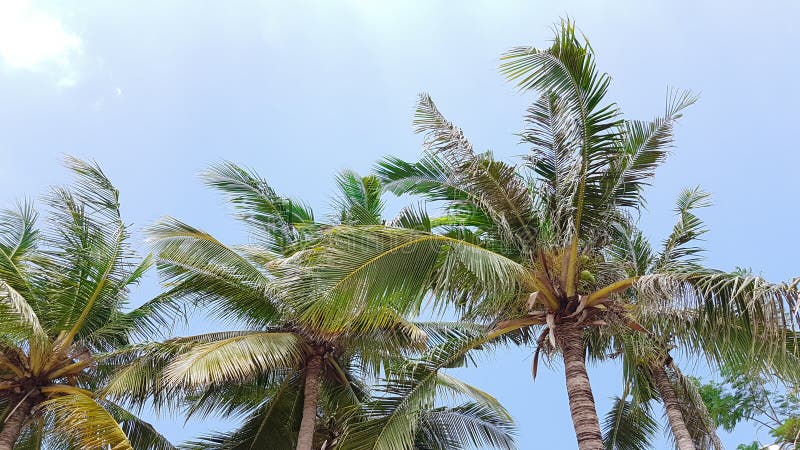 Top of Palm Trees with Blue Sky in a Noon Stock Photo - Image of height ...
