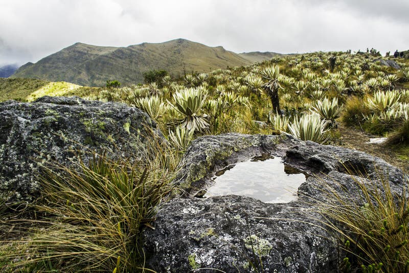 The Top of a Paramo Mountain. a Rock with Water Stock Image - Image of ...