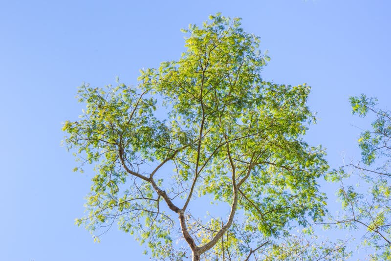 Top Part of Tall Green Tree Leaf in Forest with Blue Sky. Stock Photo ...