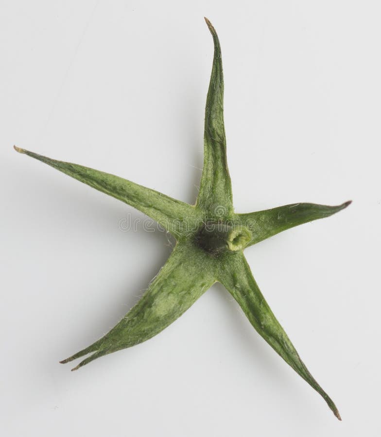 Tomato top stock photo. Image of plant, green, leaf, food - 30287198
