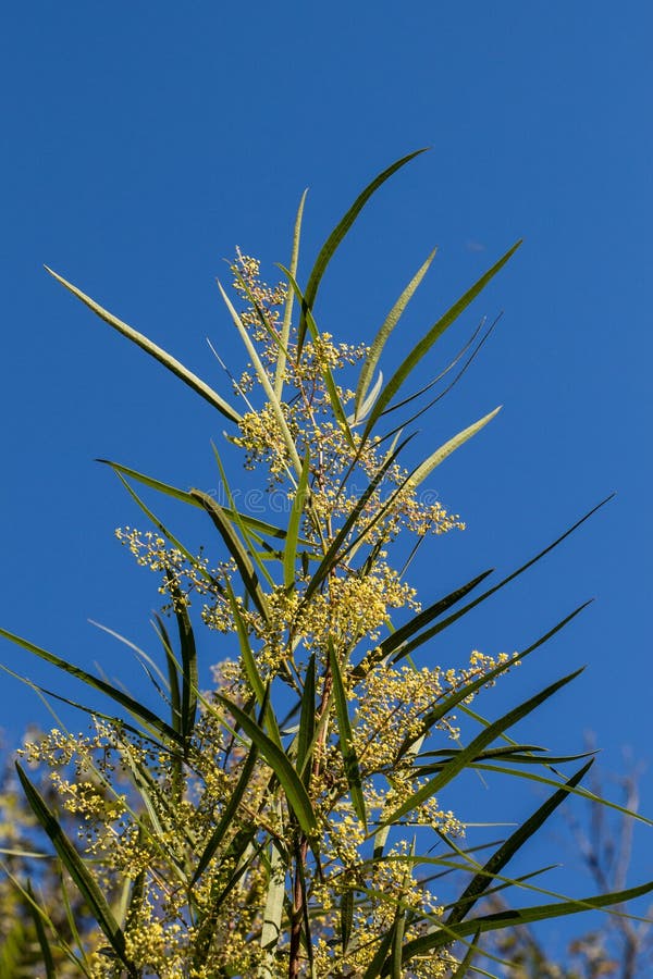 Top View Tree Leaves with Branches Growing in Botanical Park Stock ...