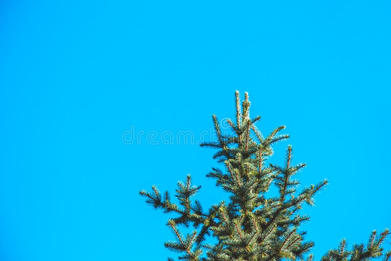 Top View Tree Leaves with Branches Growing in Botanical Park Stock ...
