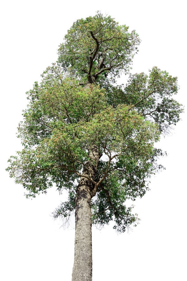 Top Part Of Tree At Forest With Sun Light Sunrays Or Sunbeams Star ...