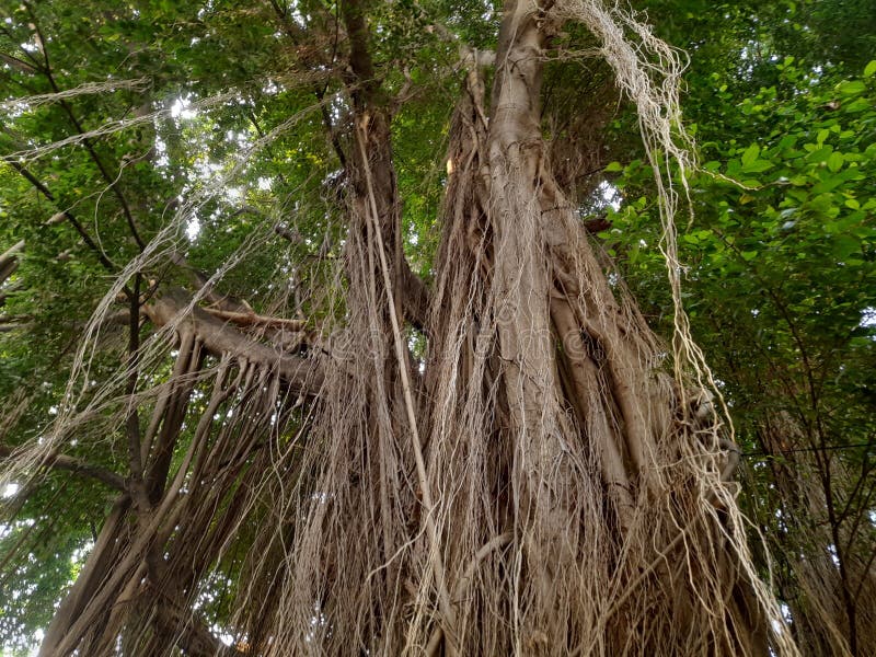 The Top Photo of the Banyan Tree Looks Very Beautiful Stock Image ...