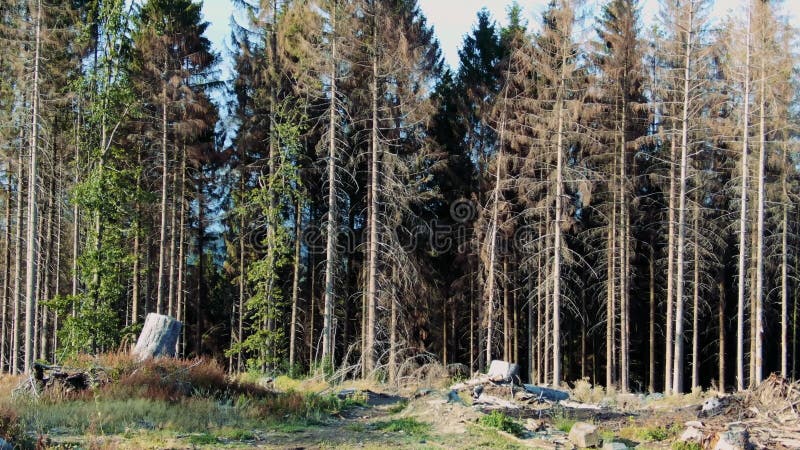 Top View of Pine Forest and Ground Level Stock Video - Video of forest ...