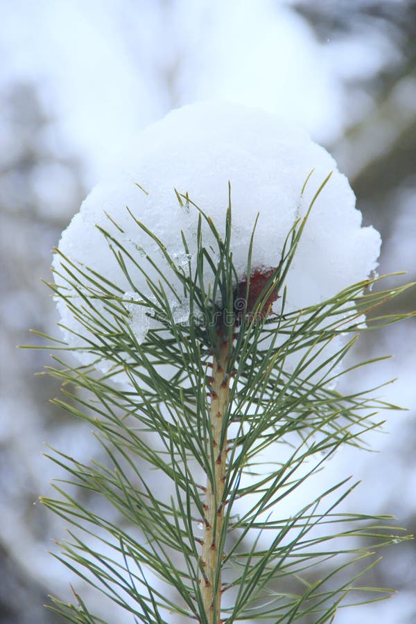 Pine Tree with Huge Roots in the Forest Stock Image - Image of conifer ...