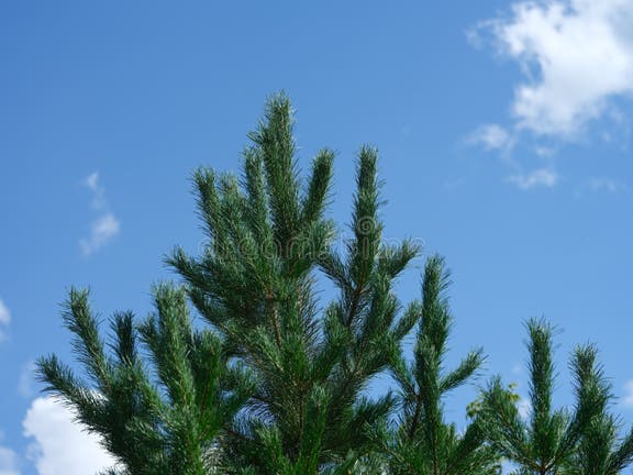 Top of Pine Tree Against a Blue Sky Stock Photo - Image of plant ...