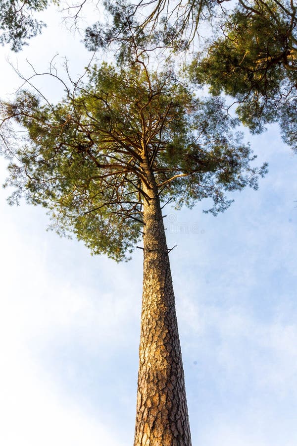 Top of the Pine Tree. Bottom View. Looking Up. View from the Tree Stock ...