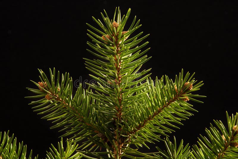 Top of a Pine Tree Close-up Macro on a Black Background Stock Image ...