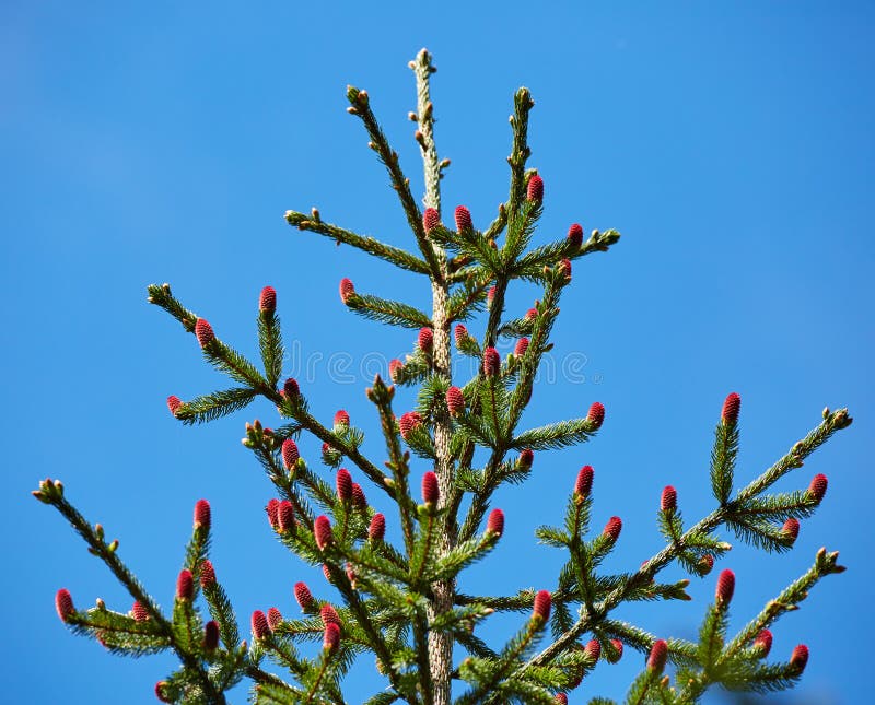 Red pine cones in the tree stock photo. Image of spruce - 94495176