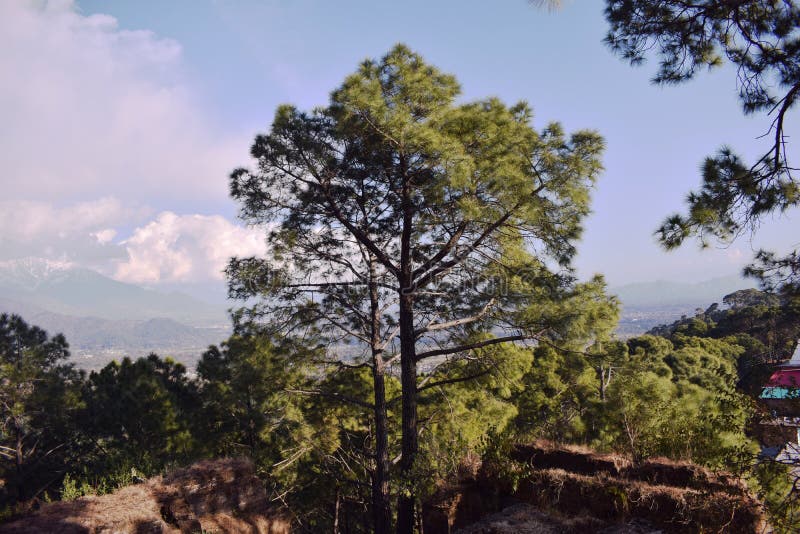 Top of Pine Tree in Palampur Himachal Pradesh India Stock Photo - Image ...