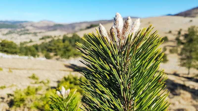 Top of a Pine Tree with Seeds on Tip of the Brunch Stock Photo - Image ...