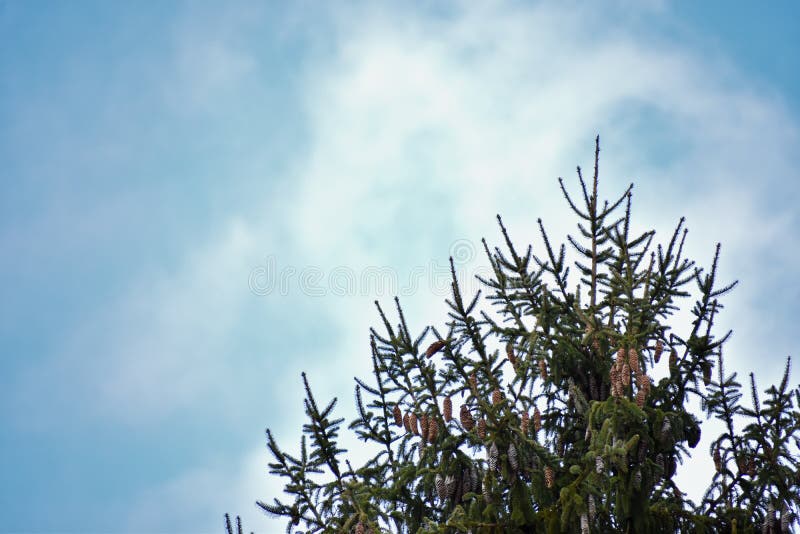 Pine Tree Top Border stock photo. Image of nature, border - 265204824