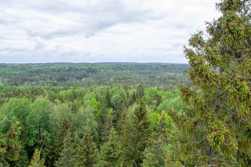 Top of Pine Trees. Forest Top View Stock Image - Image of plant, green ...